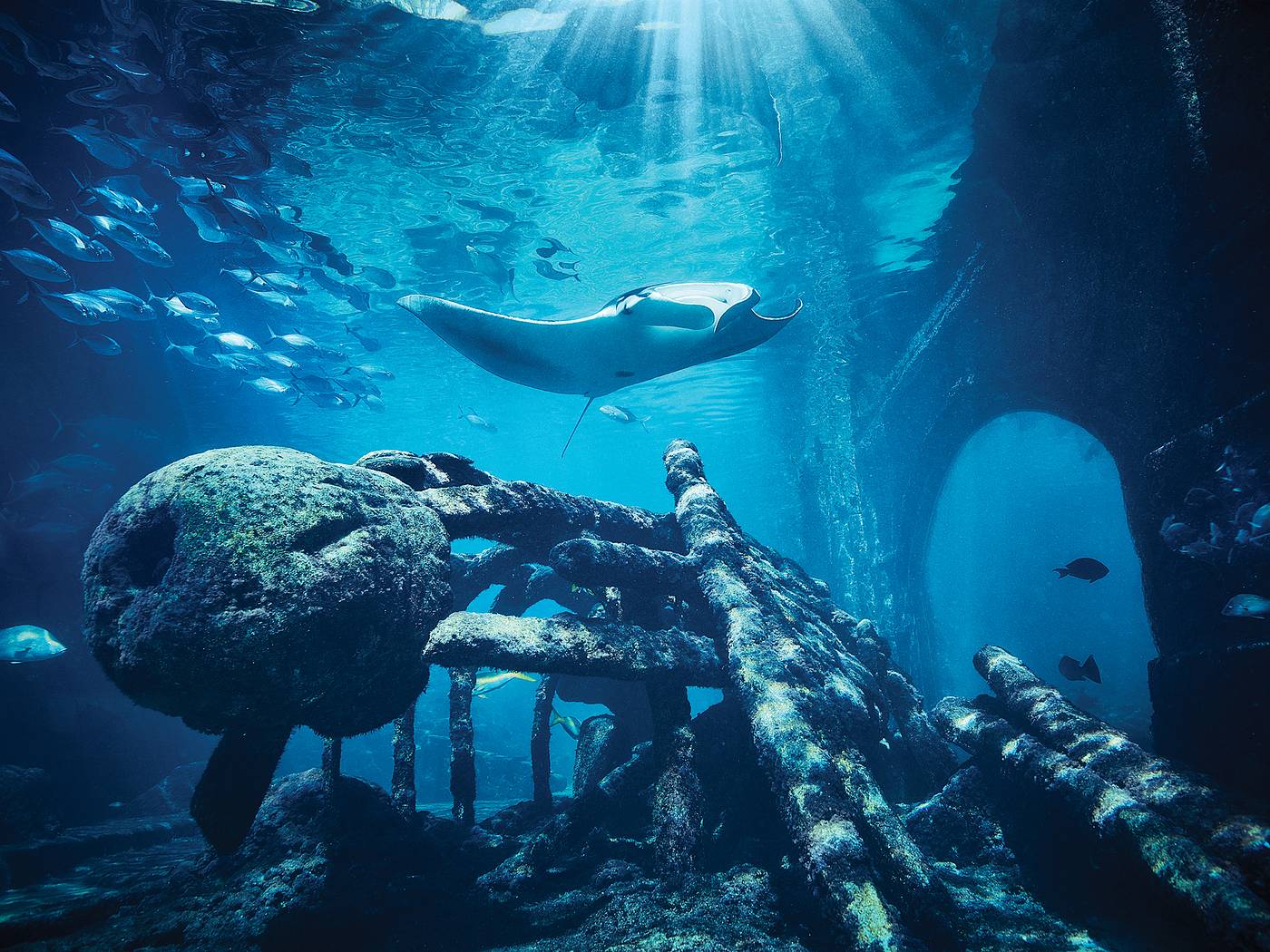Nassau, The Bahamas: You can't miss this marine habitat tour - Swimsuit ...