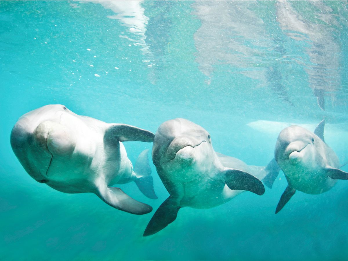 World's largest open-air habitat for dolphins is a must-see in Nassau ...