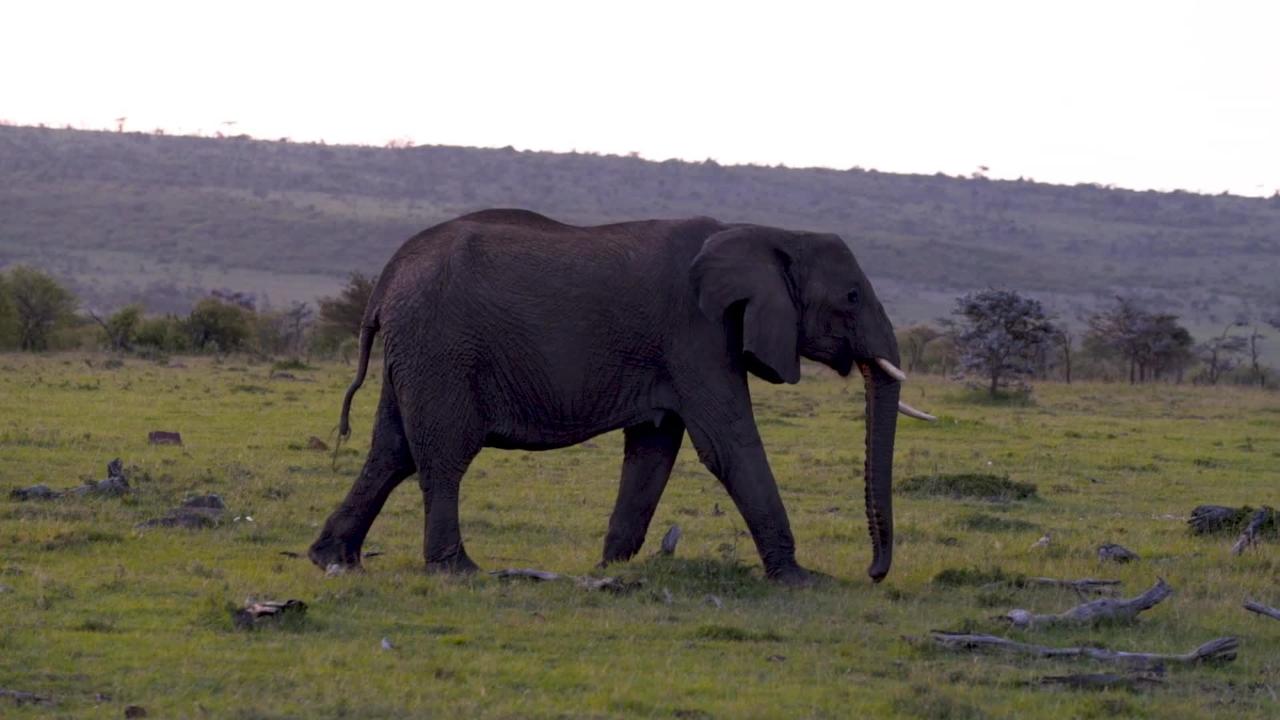 SI Swimsuit 2019: Elephant Orphanages in Kenya - Swimsuit | SI.com